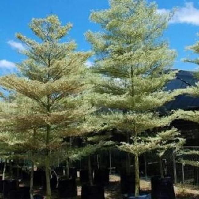 Jual pohon Ketapang mini variegata/Ketapang kencana variegata - Kab ...