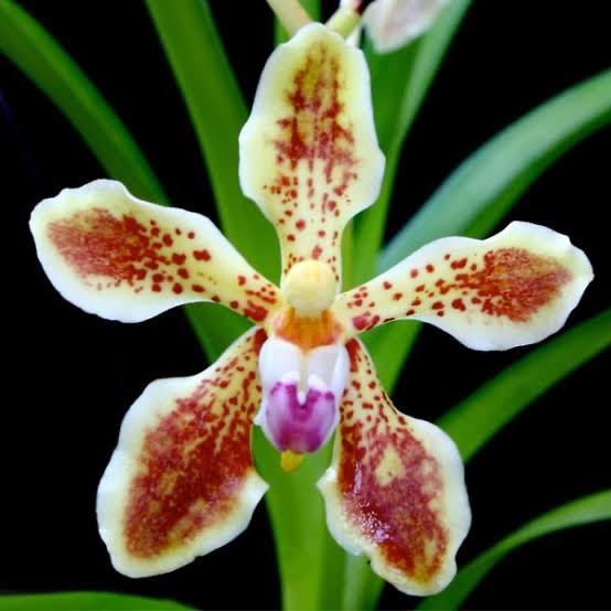 Jual vanda celebica spesies - Kab. Bandung - ShelHya House Of Orchid ...