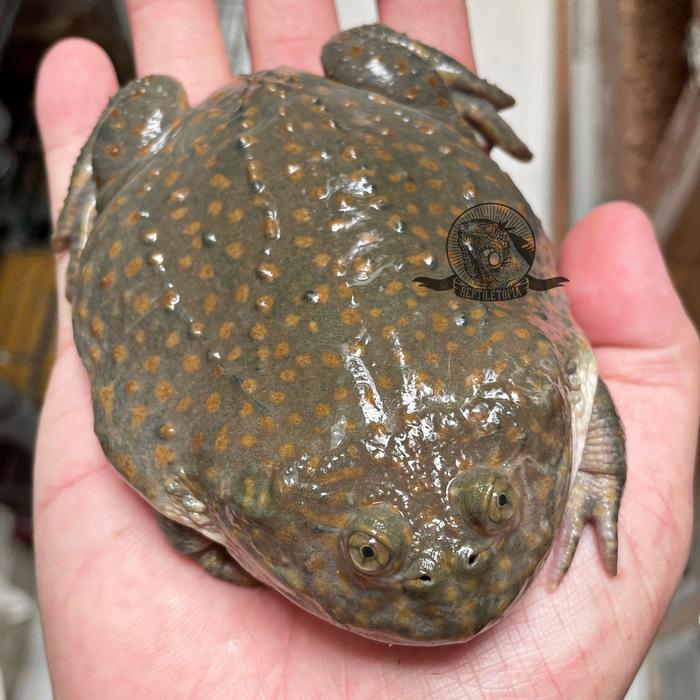 Jual Budgett Frog Freddie Krueger Betina Indukan - bukan pacman pixie dumpy - Kota Tangerang ...