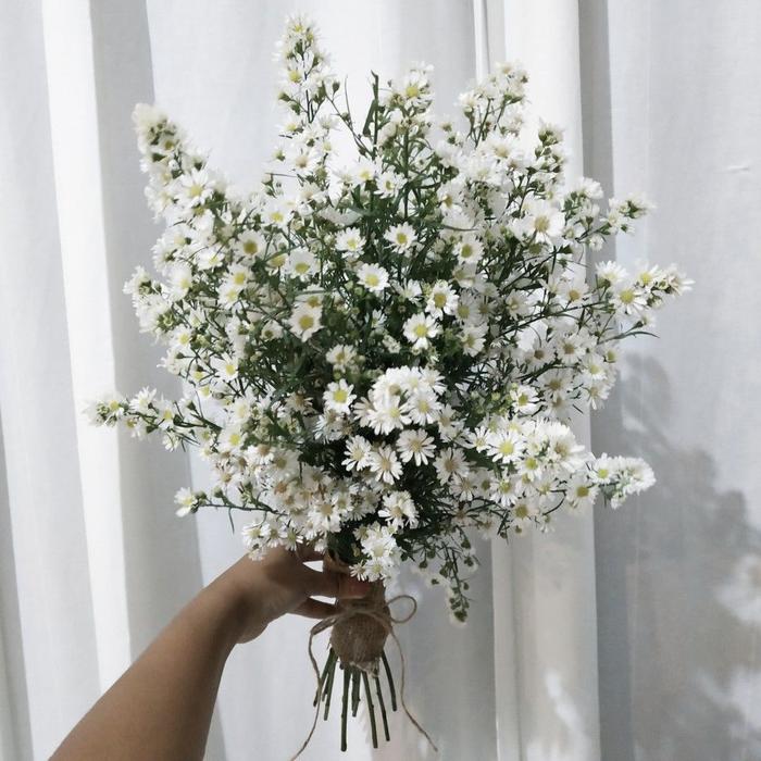 Jual Bunga potong segar Pikok 10 batang / Fresch cut peacock - Jakarta ...