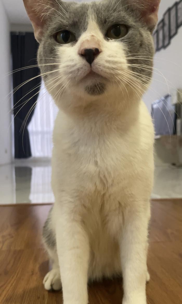 Jual Kucing BSH British Shorthair blue bicolor - Kota Tangerang Selatan ...