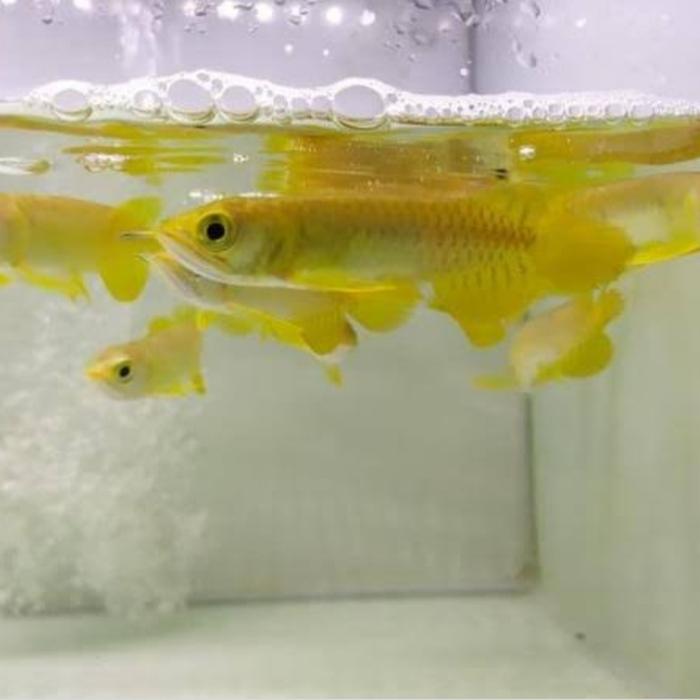 Jual baby arwana crossback 24k lokal sehat serti chip lengkap size 8 ...