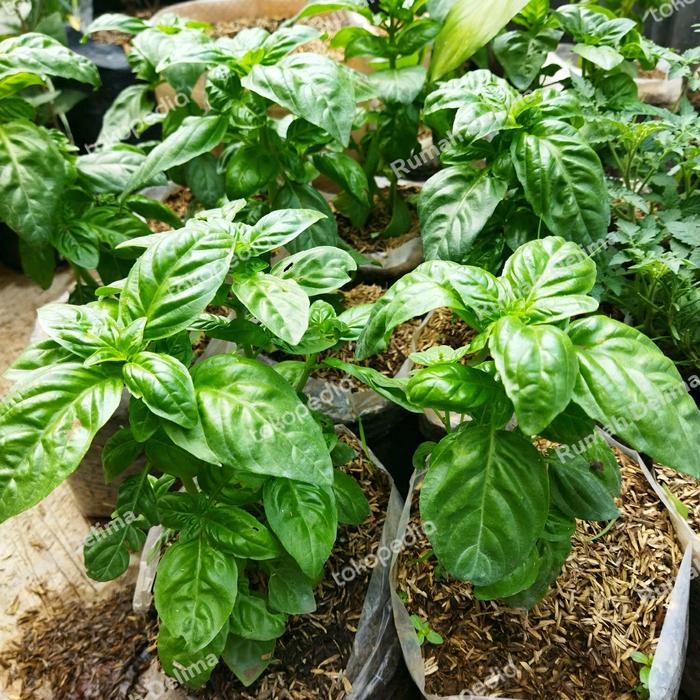 Promo Tanaman sweet basil/ bumbu masak/rempah - Jakarta Timur - Rumah ...