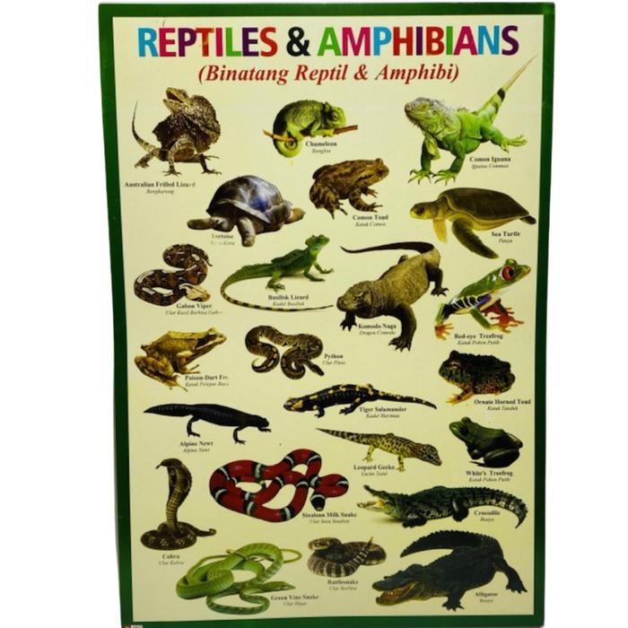 Jual POSTER EDUKASI ANAK MENGENAL MACAM MACAM HEWAN - BINATANG REPTIL ...