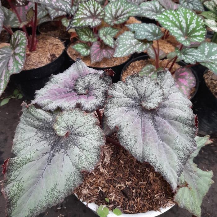 Jual Tanaman Begonia Rex Keong / Begonia Keong Putih Pink - Kota Batu ...