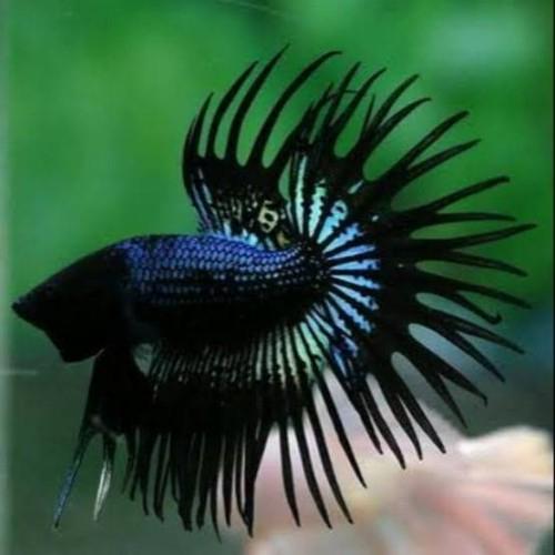 Jual ikan cupang serit crowntail - Kab. Bogor - annida anisa | Tokopedia