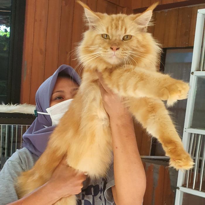 Jual kucing mainecoon jantan 7bulan manja dan playfull - Jakarta ...