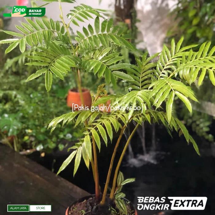 Jual Tanaman hias pakis kebo bonggol besar hiasan taman - Kota Bandung ...