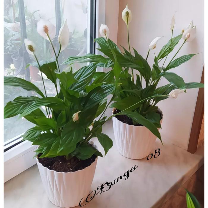 Jual Tanaman hias peace lily / tanaman indoor plus pot putih & batu ...
