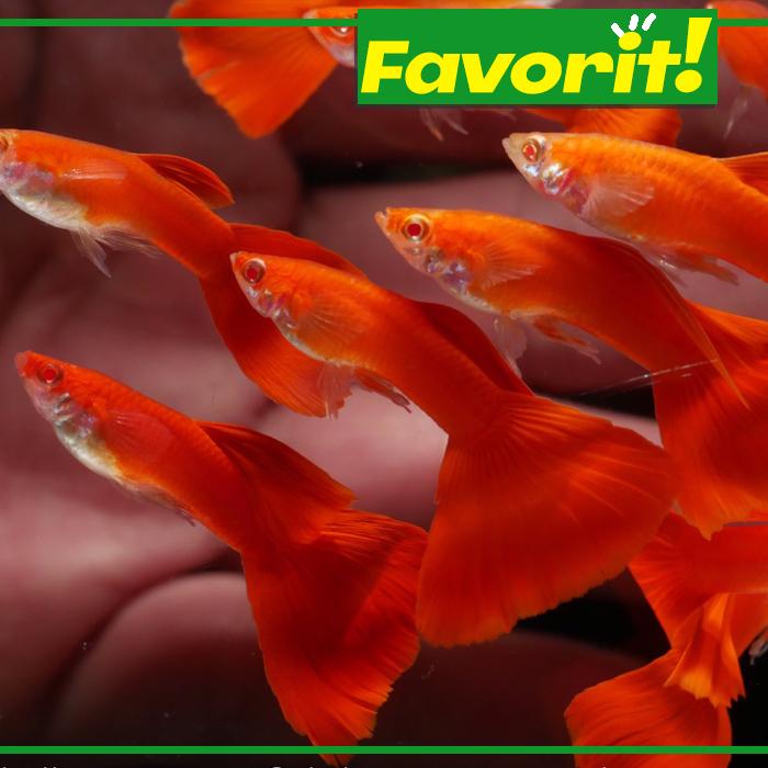 Jual Ikan Hias Guppy Albino Full Red ( AFR ) Male Hiasan Aquarium Aquascape - Jakarta Barat ...