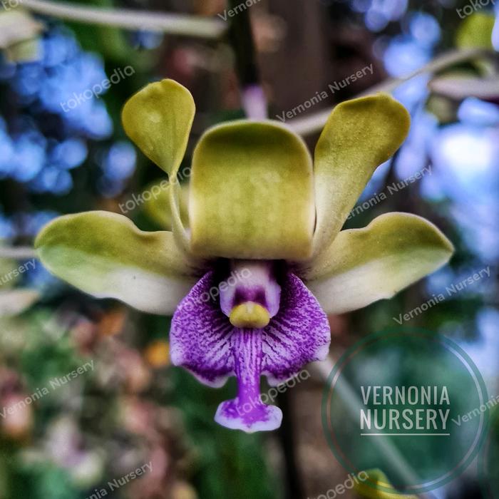 Jual Dendrobium violaceoflavens (anggrek besi) - Kota Bogor - Vernonia ...