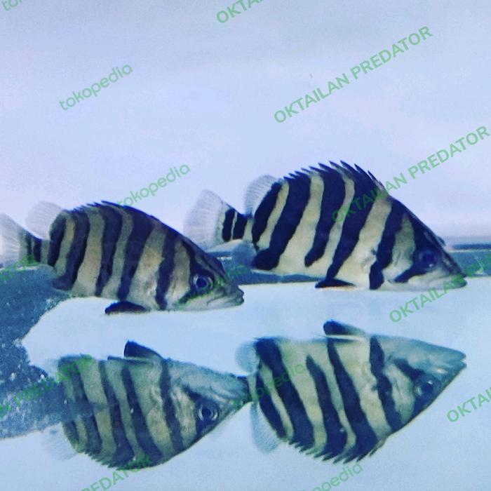 Jual ikan tiger datz anakan / baby - Kota Depok - OKTAILAN PREDATOR ...