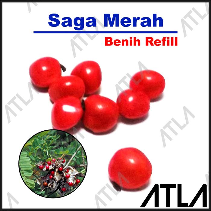 Jual Benih Saga Merah Bibit Tanaman Biji Saga Pohon Buah Herbal Refill ...