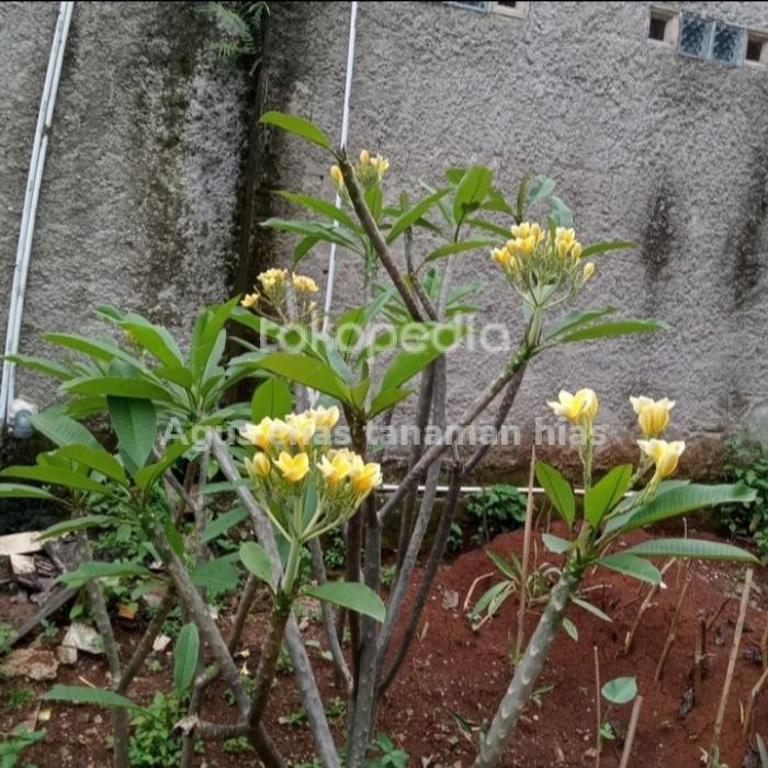 Jual pohon kamboja bunga kuning / kamboja bali - Kab. Bogor - Agus enas ...