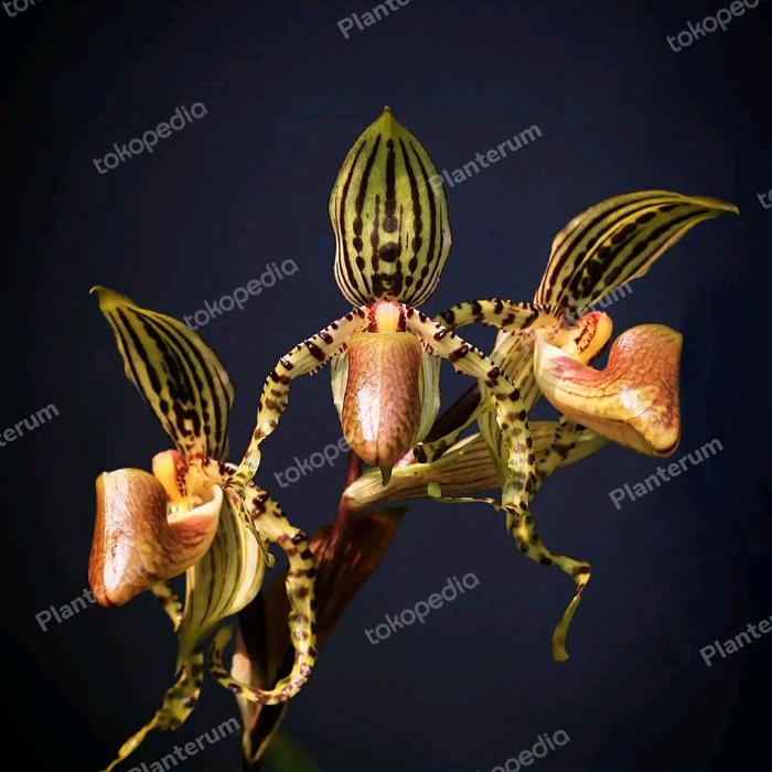 Jual Paphiopedilum supardii - anggrek slipper sepatu kantung spesies ...