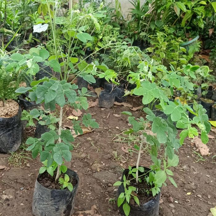 Jual Bibit pohon trembesi samanea saman pohon pelindung - Kota Bogor ...