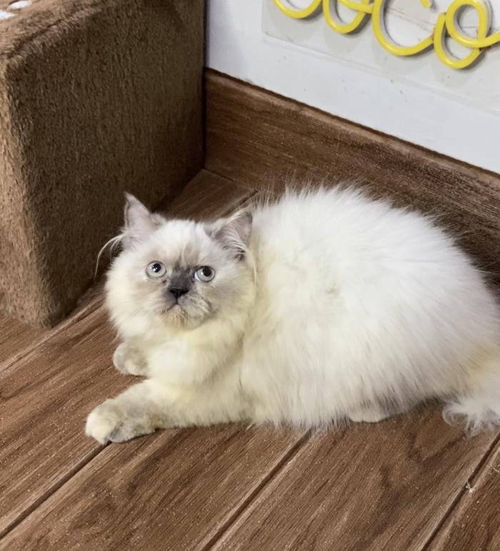 Jual kucing kitten persia himalayan - Kota Denpasar - Fluffy Cat House ...