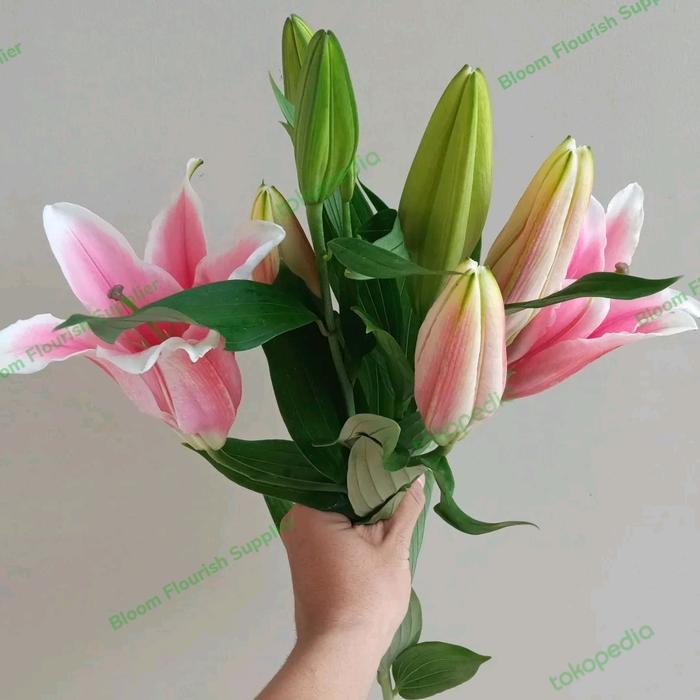 Jual Lily Merah Fresh Flower Bunga Potong Segar Tangerang - Kab ...