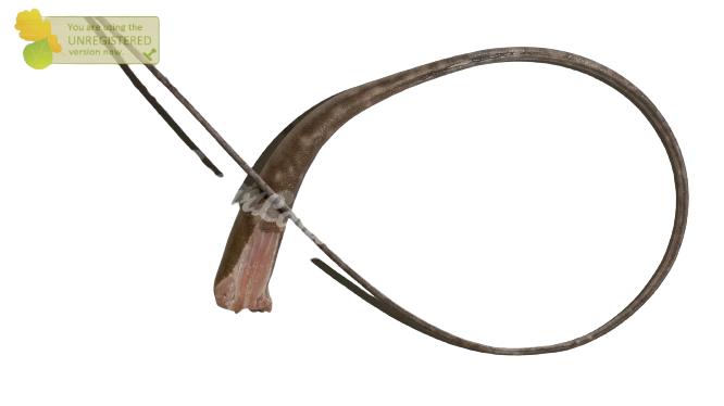 Jual Buntut Ikan Pari / Ekor Ikan Pari / Ekor Pari / Buntut Pari ...