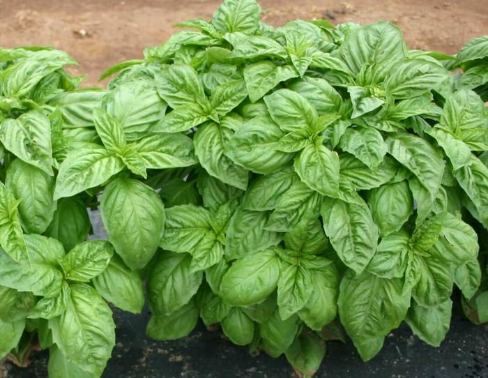 Jual Bibit Tanaman Basil/ Rempah Italian/ herbal Bibit Basil - Kota ...