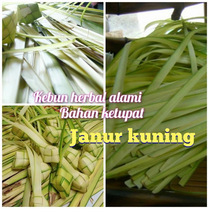 Jual janur kuning daun kelapa bahan ketupat - Kota Bandung - kebun ...