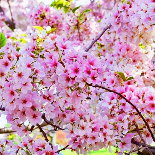 Jual Tanaman Hias Bunga Sakura Pink Jepang / Japan - Prunus Jamasakura ...