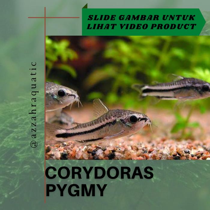Promo Corydoras Pygmy - Ikan Hias Aquascape - Jakarta Timur ...