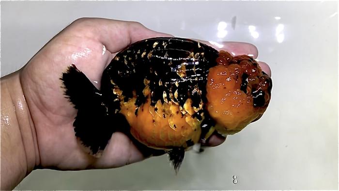 Jual Ikan lionchu ranchu tiger dragon scale hq - Jakarta Barat - Nakama ...