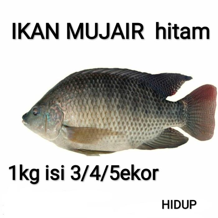 Ikan Mujair Nila