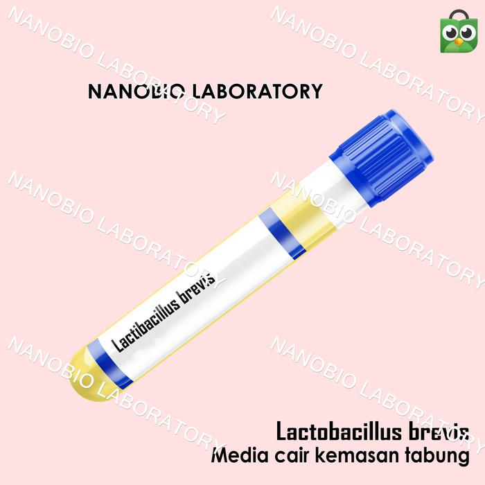 Lactobacillus Brevis