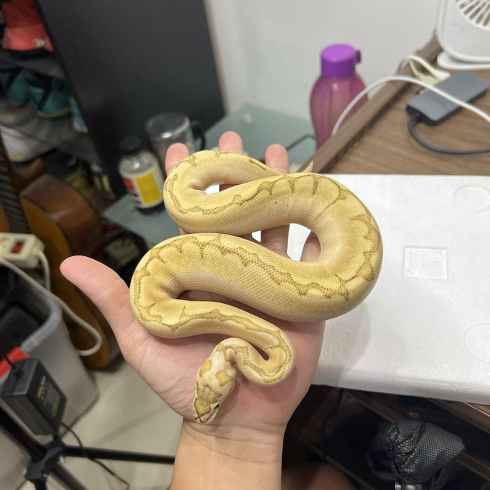 Jual ball python bamboo spider her ghost - Kab. Tangerang ...