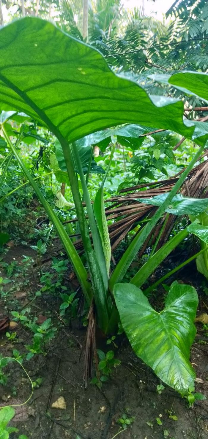 Jual Batang Umbi Tales Mbothe Muda Lompong 500Gram - Kab. Malang ...