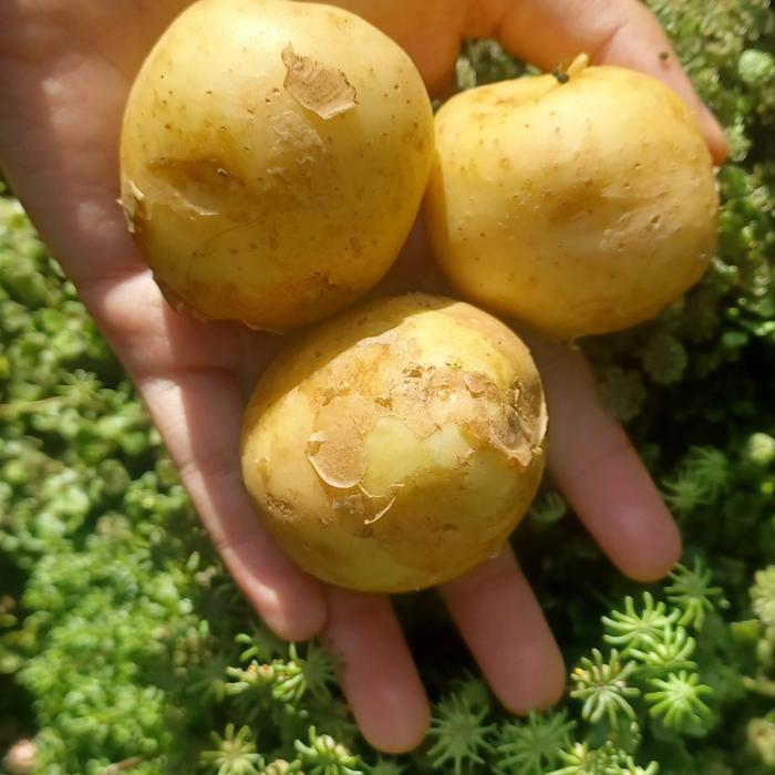 Jual kentang atlantik/kentang putih mini 1kg - Kab. Pemalang ...