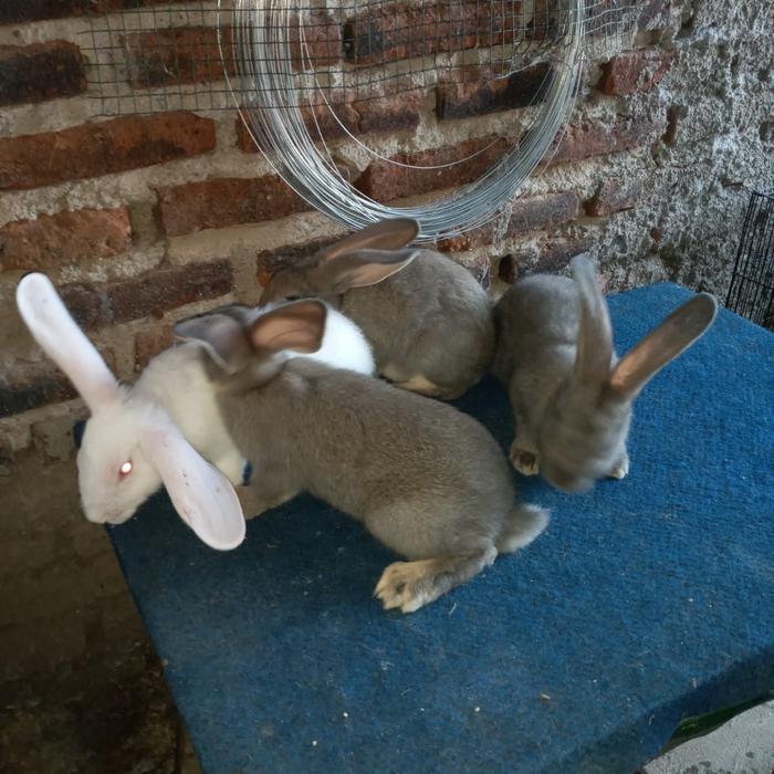 Jual kelinci flemish giant anakan sepaket 1 jantan 2 betina - Kab ...