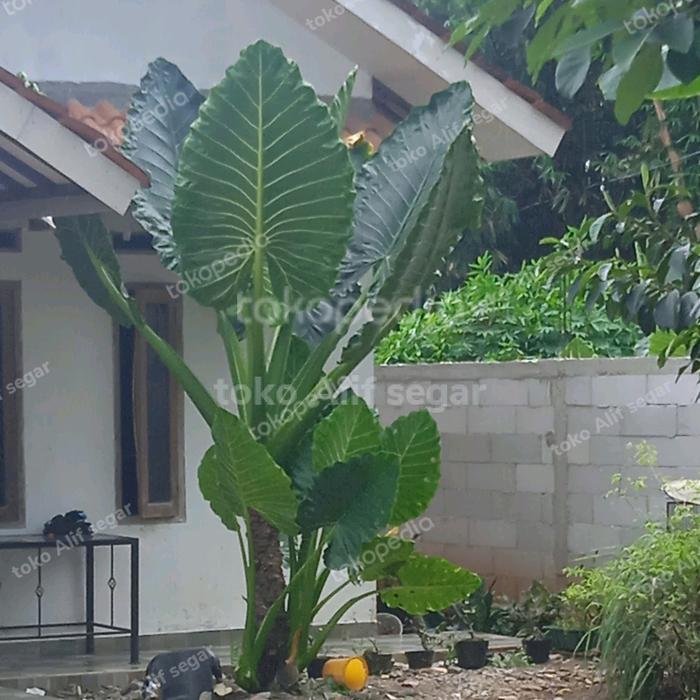 Jual tanaman hias pohon sente hijau ukuran jumbo - Kota Depok - alif ...