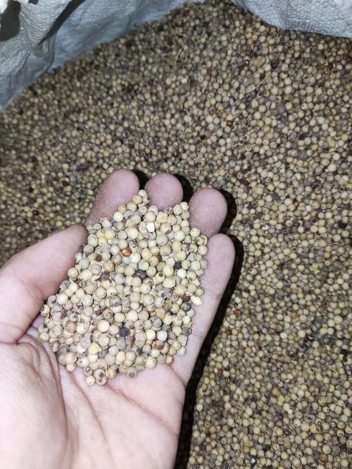 Jual Lada Putih - Biji Sahang - Biji Merica Asli Kalimantan HouCio ...