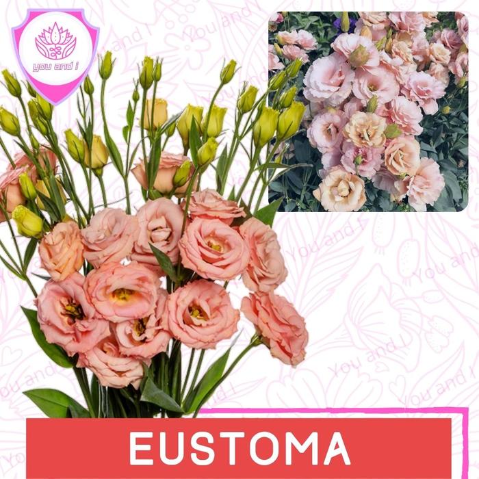 Jual Benih EUSTOMA PEACH - Biji Bibit Bunga - Kab. Purwakarta - You and ...