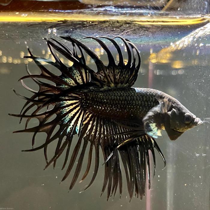 King Crowntail Betta