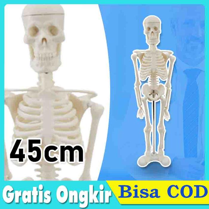 Jual kerangka manusia Model alat peraga edukatif torso anatomi tubuh ...