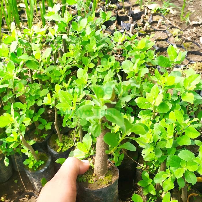 Jual Bibit tanaman beluntas | luntas | herbal sayur beluntas - Kota ...