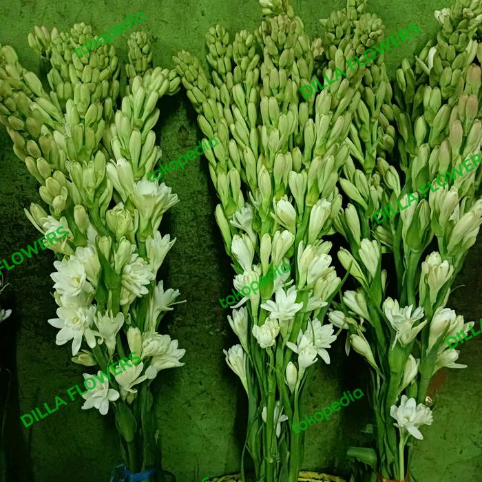 Sedap Malam Flower | Best Flower Site