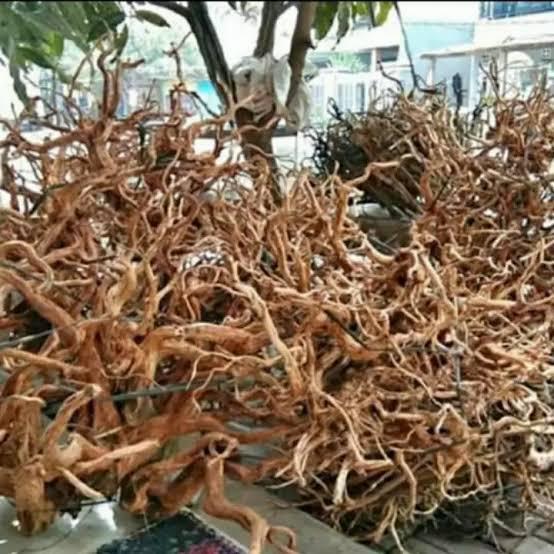 Jual Ranting Akar pohon Bonsai Aquarium Aquascape Paludarium Bentuk ...