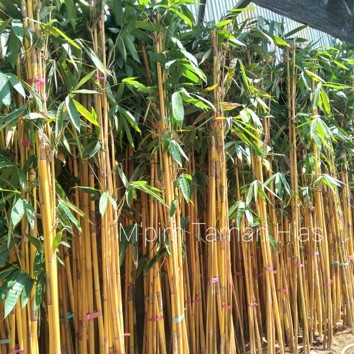 Jual pohon bambu kuning/tanaman pagar hias rumah. - Kota Depok - Mpim ...