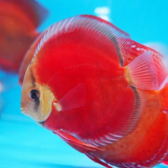 Jual Ikan Discus Sun Merah 1 inc Ikan Discus Red Sun 1 in - Kota Depok ...