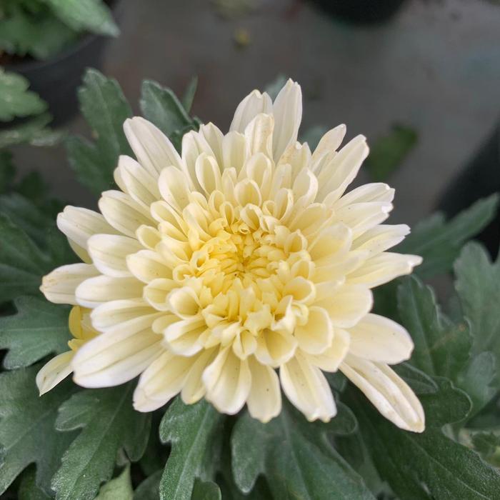 Jual Bunga krisan / Tanaman Krisan berbunga / Bibit Bunga Krisan Hidup ...