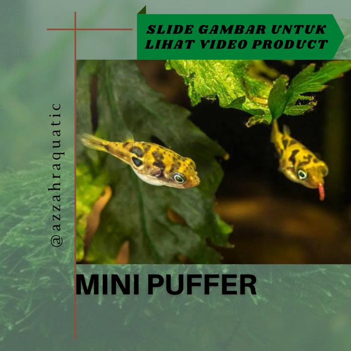 Jual Mini Puffer / Dwarf Puffer Fish - Ikan Hias Aquascape - Jakarta ...