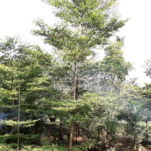 Jual Pohon Ketapang Kencana // 5 meter // Terminalia mantaly - Kota ...