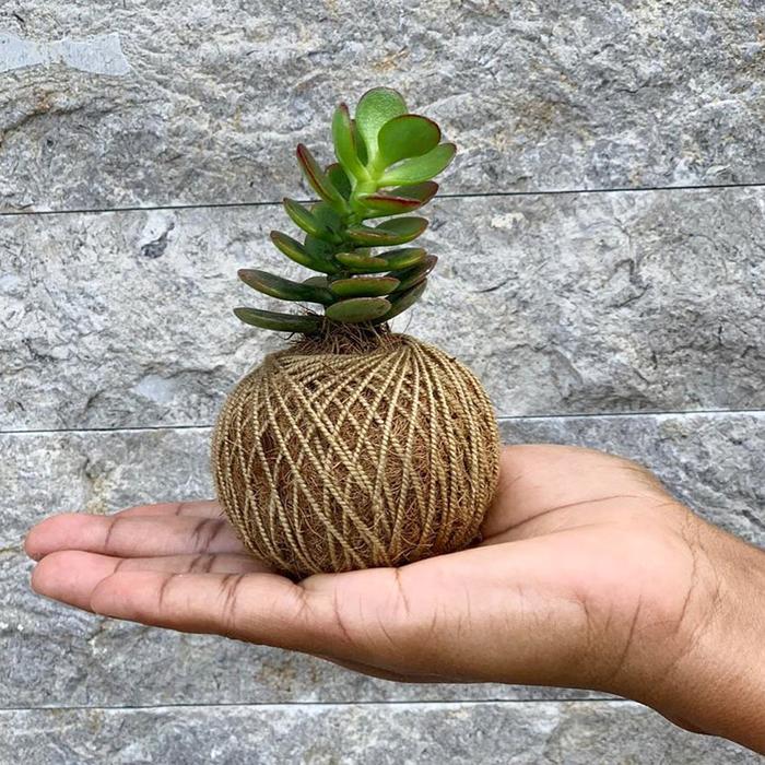 Jual Kokedama - Cactus Succulent Tanaman Hias Mini Gift Kado Kaktus ...