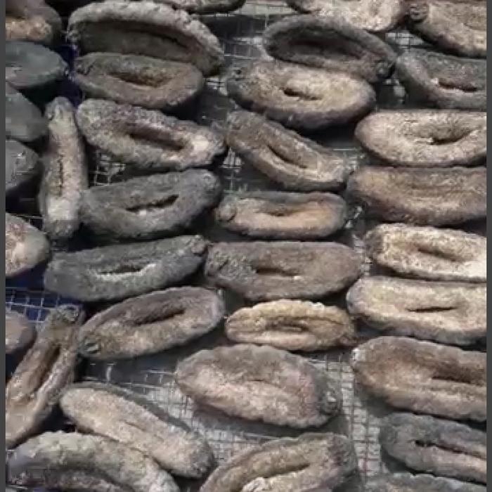 Jual teripang sepatu sea cucumber haishen haisom - Kota Surabaya - Deep ...