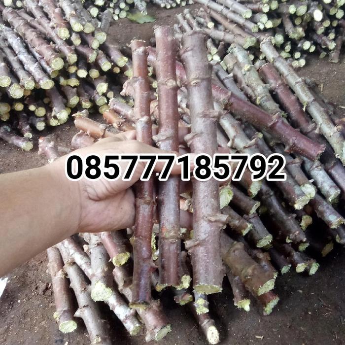 Jual bibit pohon singkong 1 meter, stek batang singkong - Kab. Bogor ...